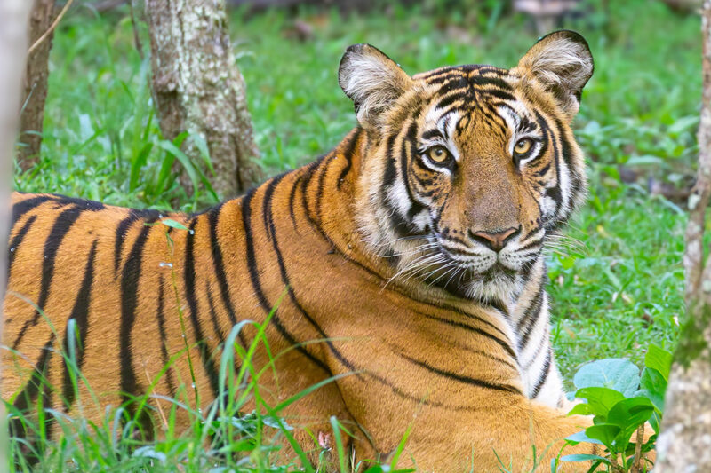 Indisk historie og kultur på 2 minutter - Magiske Indiareiser